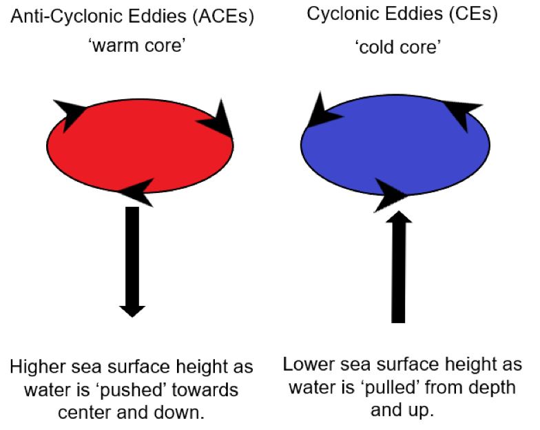 Does ocean circulation provide prey for a top ocean predator? – oceanbites