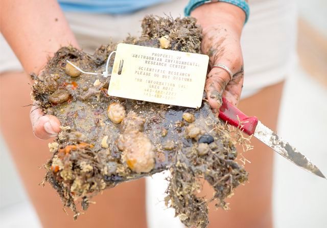 Lights, Camera, Action! Photography as a tool for observing ...