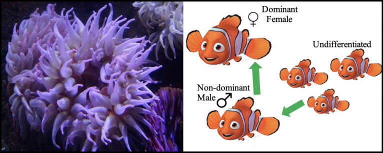 Sex Change 101: it Starts in the Brain – oceanbites
