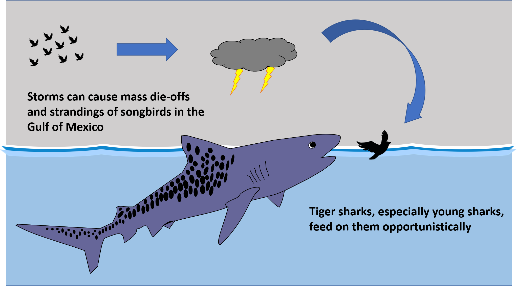 Birds of a feather are eaten together: Young tiger sharks take a bite ...