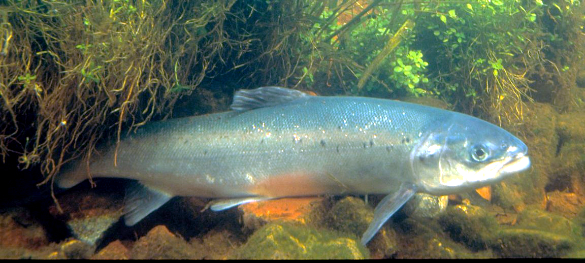 Telling the complicated story of Atlantic Salmon with the help of ...