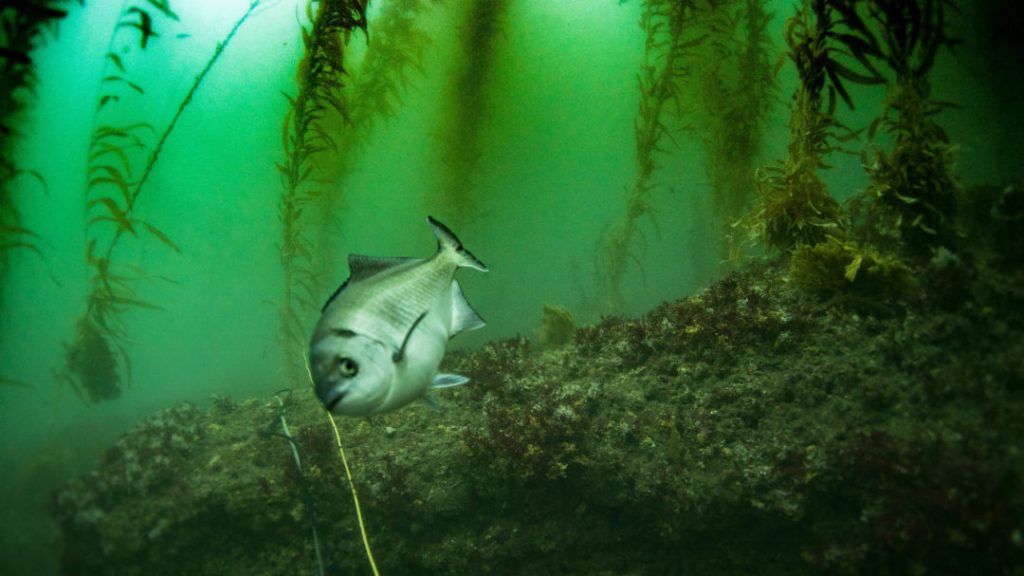 The Sound of (Fish) Music – oceanbites