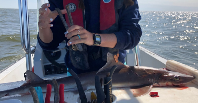 SURFO SPECIAL: What’s it like to live in a dogfish eat dogfish world ...