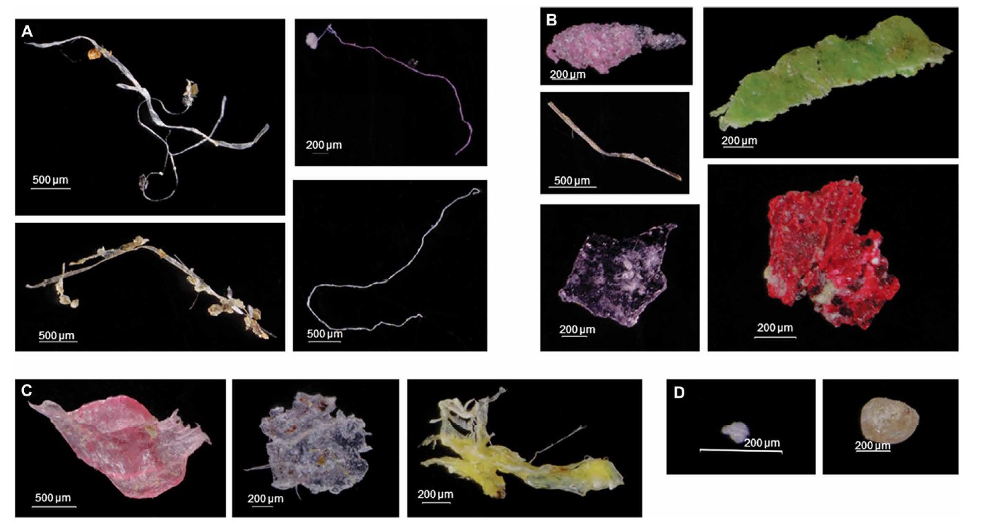 Traces of human plastic pollution in ocean sediment – oceanbites