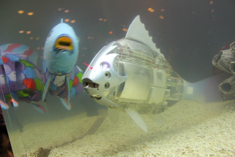 Robofish To The Rescue! – oceanbites