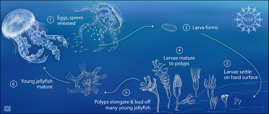 Clinging, cloning jellyfish: How an old species is coming back with new ...