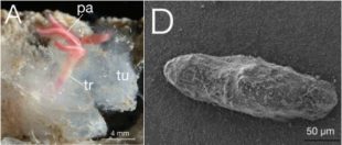 Zombie worms in whale bones – oceanbites