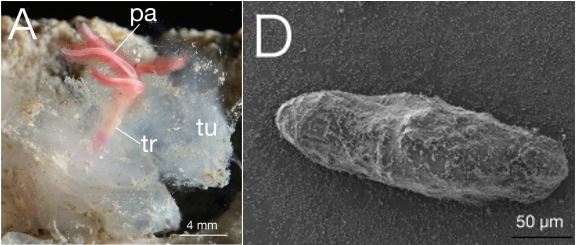Zombie worms in whale bones – oceanbites