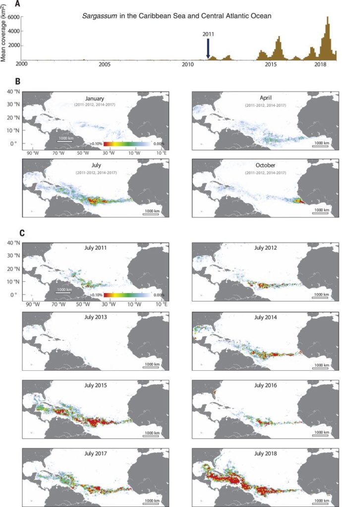 The Largest Belt on Earth? – oceanbites