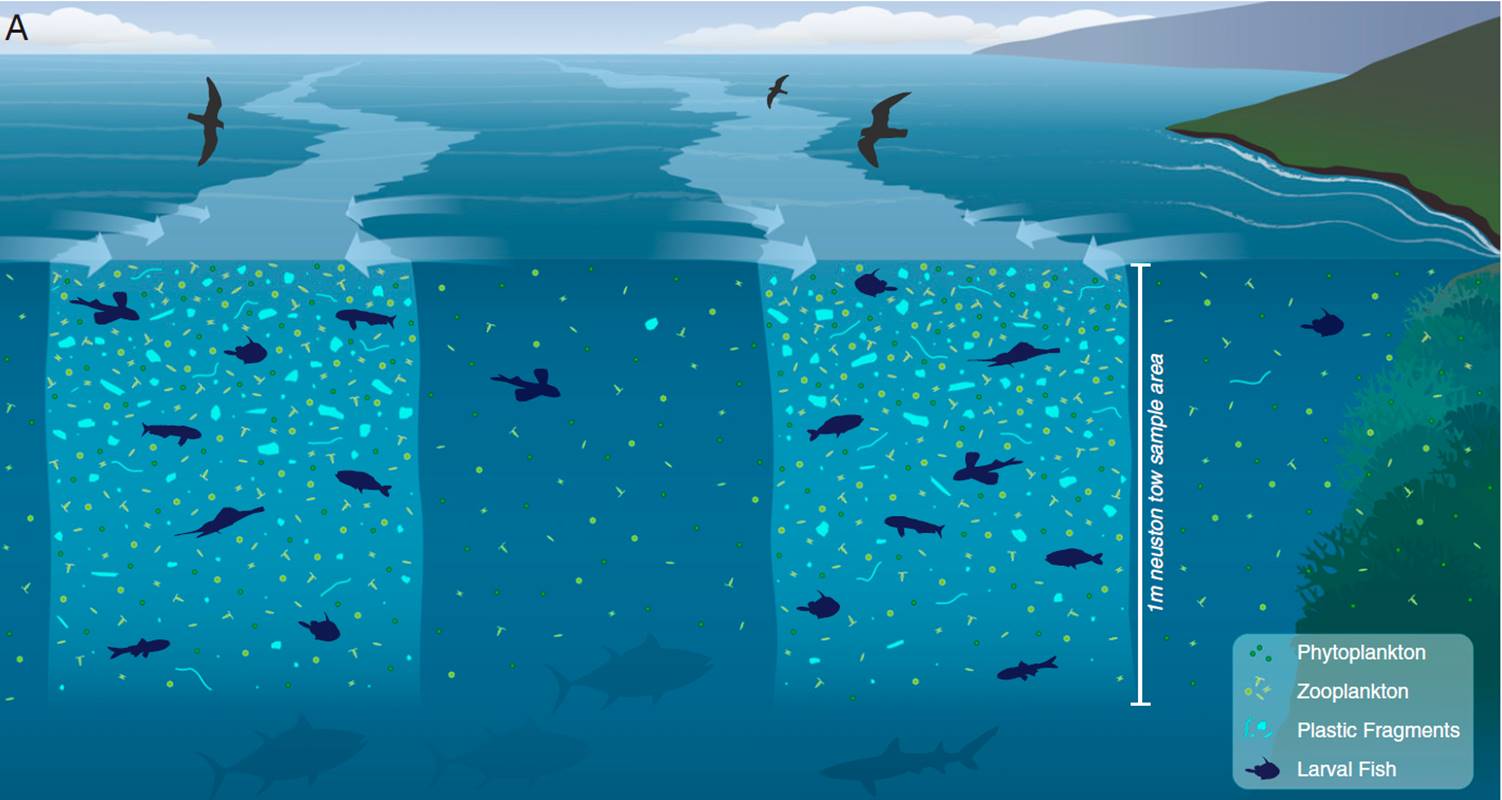 Larval fish foraging grounds inundated by plastic pollution – oceanbites