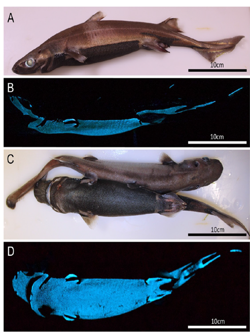 Baby, you light up my world: Using genetics to understand how velvet ...