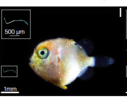 Larval fish foraging grounds inundated by plastic pollution – oceanbites