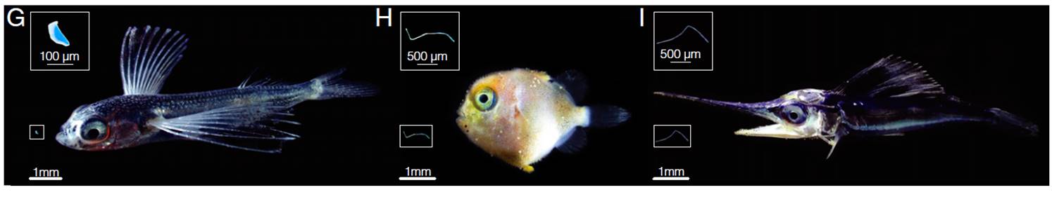 Larval fish foraging grounds inundated by plastic pollution – oceanbites