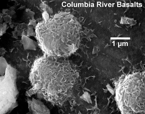 Think global, act local: how lake microbes respond to their ...