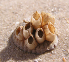 Barnacles as a Forensic Tool – oceanbites