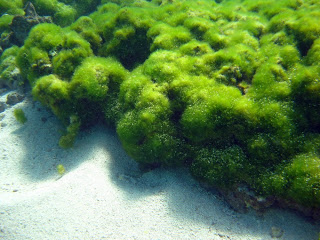 Christmas Tree….. Worms? – oceanbites