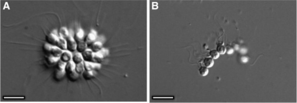 oceanbites – Page 30 – Ocean science for everyone!