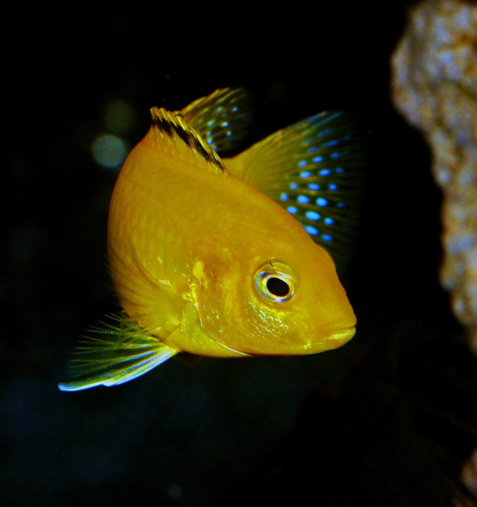 How did flying fish get their “wings”? – oceanbites