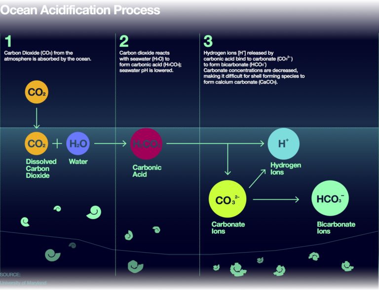 Ocean acidification: The lesser known CO2 Problem – oceanbites