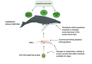 Protecting marine ecosystems by tracking top predators – oceanbites