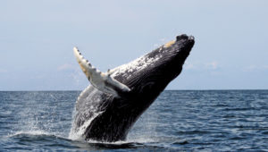 A round of underwater applause: Scientists record gray seals clapping ...