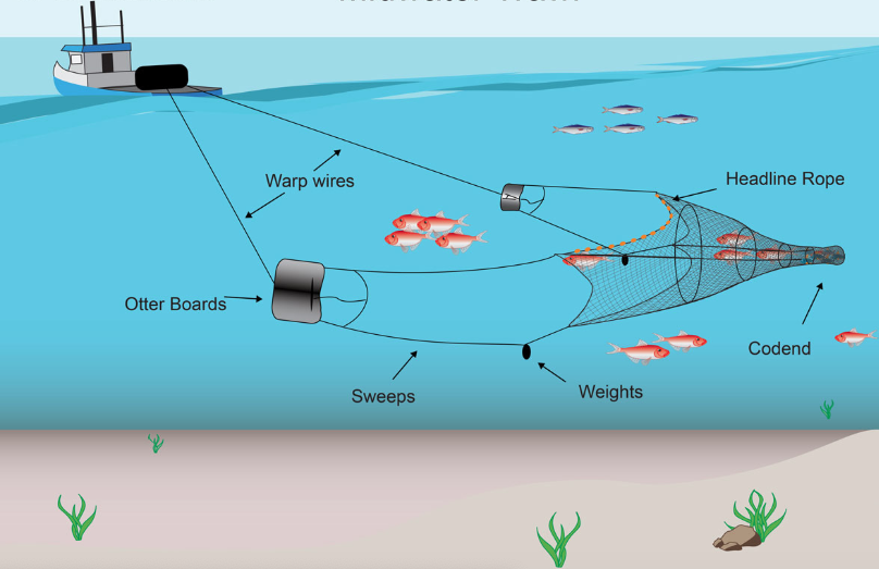 To fish or not to fish: Exploring China’s seafood production strategies ...