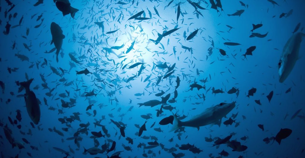 Deep Breathing Underwater – oceanbites
