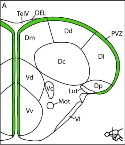 Athletic Atlantic salmon grow more brain cells than couch potato ...