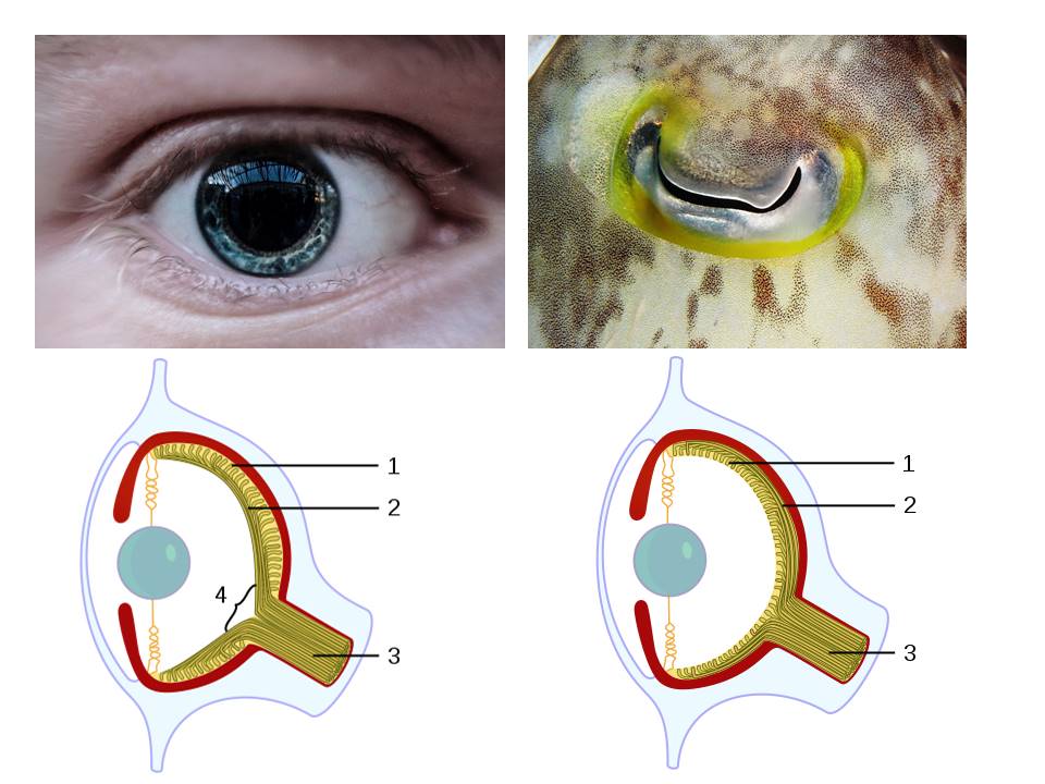 How could putting 3-D glasses on cuttlefish change the way we think ...