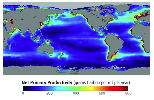 Phytoplankton: Small cells with a big impact – oceanbites