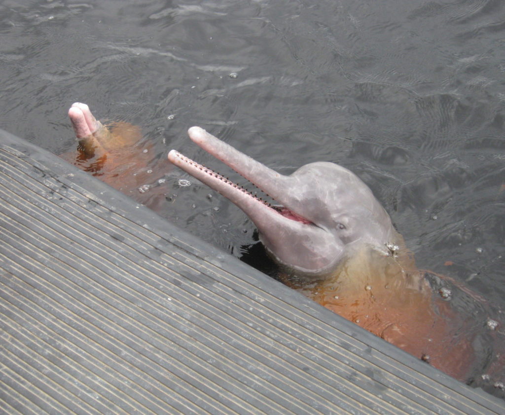 Now You See Me, Now You Don’t: Using an Invisibility Cloak for Deep-Sea ...