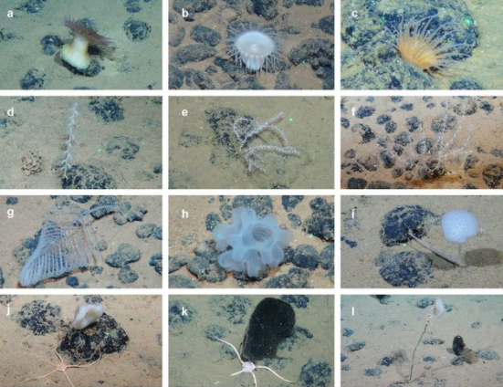 Life in the Abyss: the ecological impacts of deep-sea mining – oceanbites