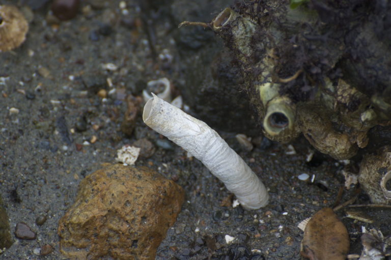 The lament of sediment: pesticide pollution hurts coastal biodiversity ...