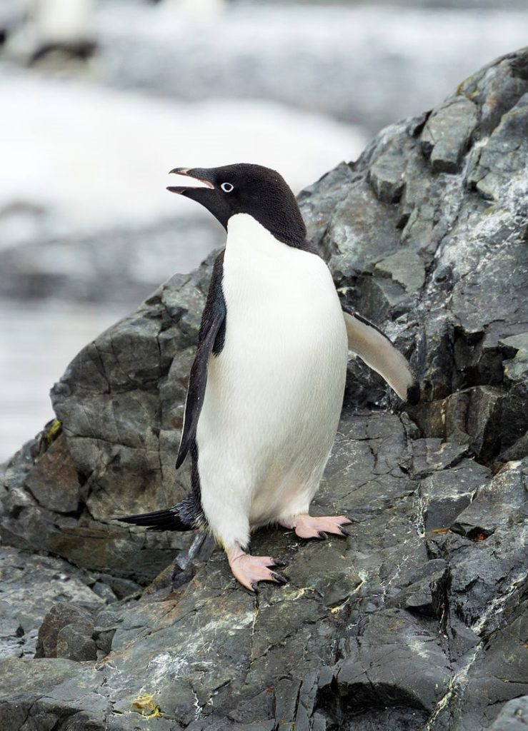 Antarctic Sea Ice – What do Adélie Penguins have to do with it ...