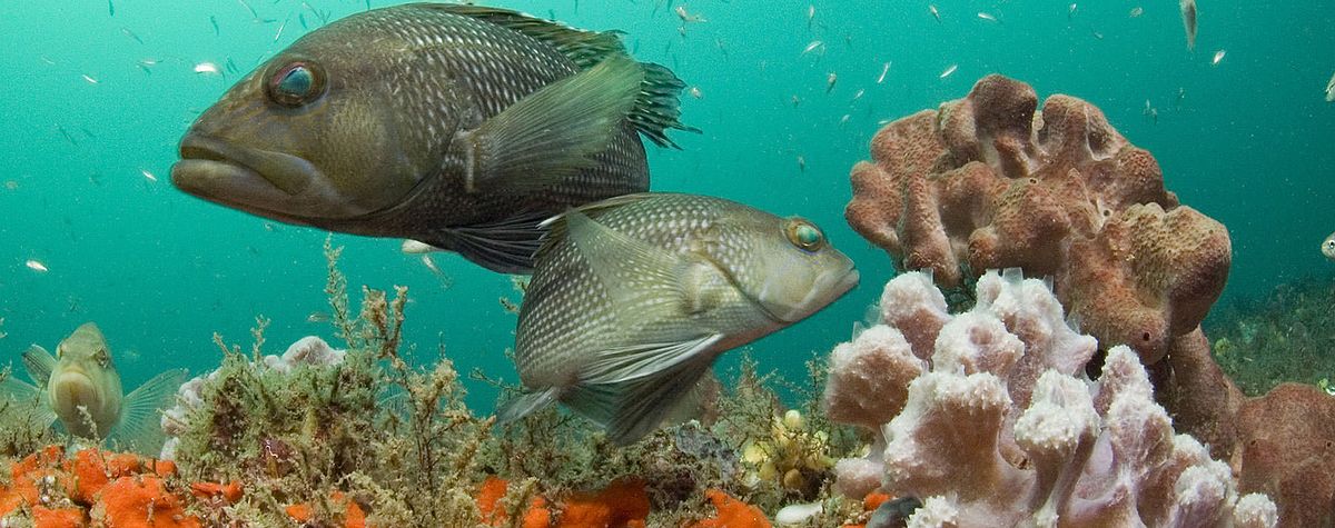 What’s up, doc? How scientists are developing health charts for fish ...