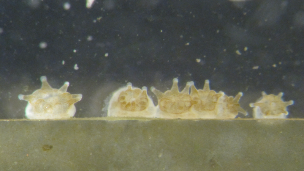Can Corals Recover from the Effects of Climate Change? – oceanbites