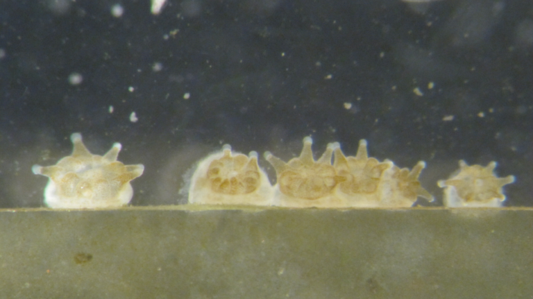 Can Corals Recover from the Effects of Climate Change? – oceanbites