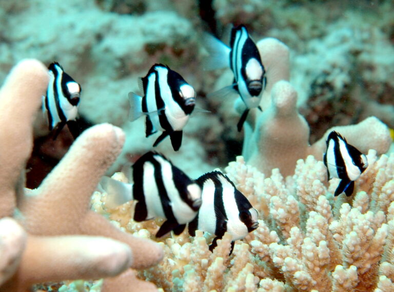 A Fishy Ally to Help Coral Reefs – oceanbites