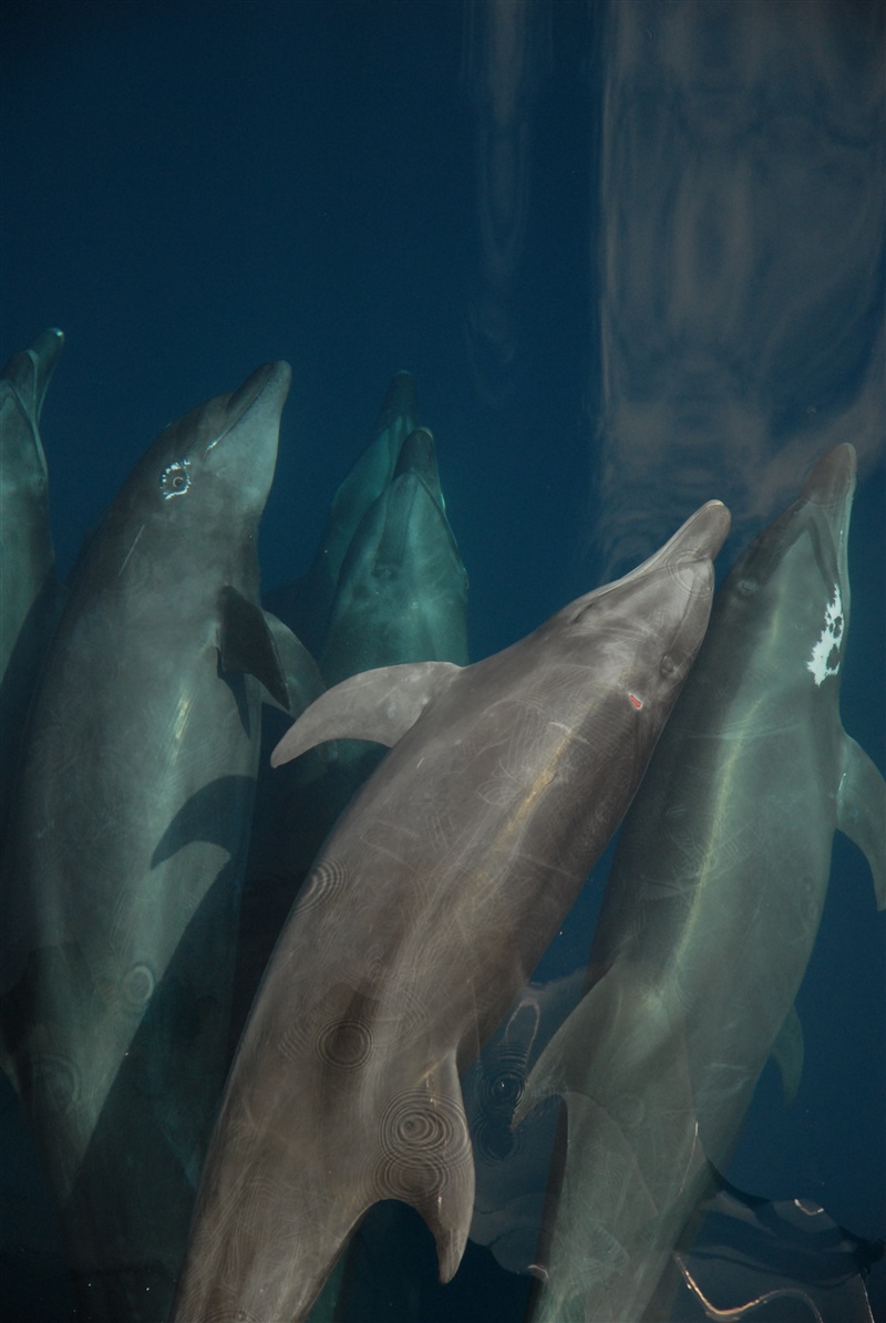 Life of the Party: Dolphin Personalities and Social Structures – oceanbites