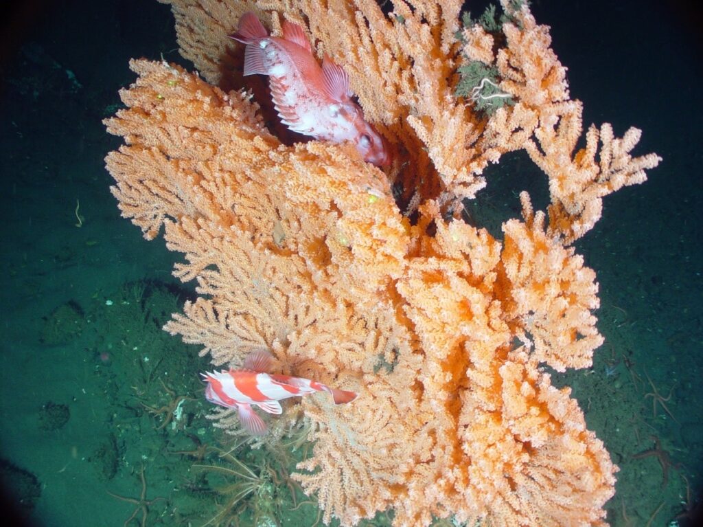 How corals thrive in deep ocean waters – oceanbites