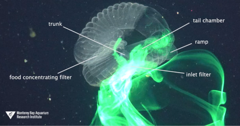 House of Mucus – oceanbites