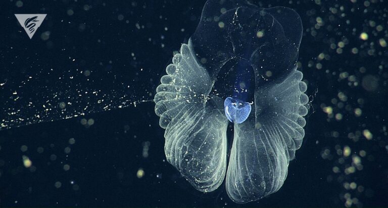 House of Mucus – oceanbites