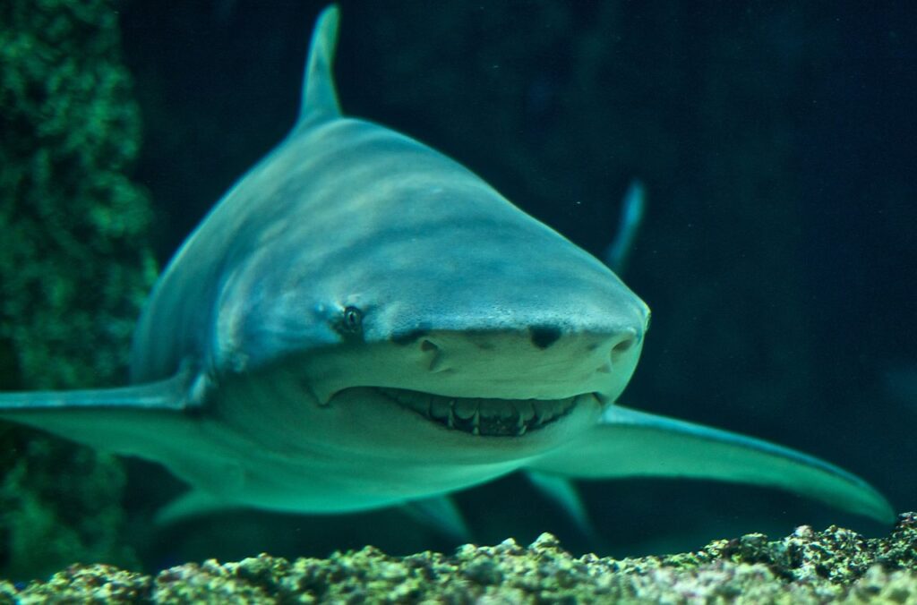 Shark Smarts: Can associative learning change shark behavior? – oceanbites