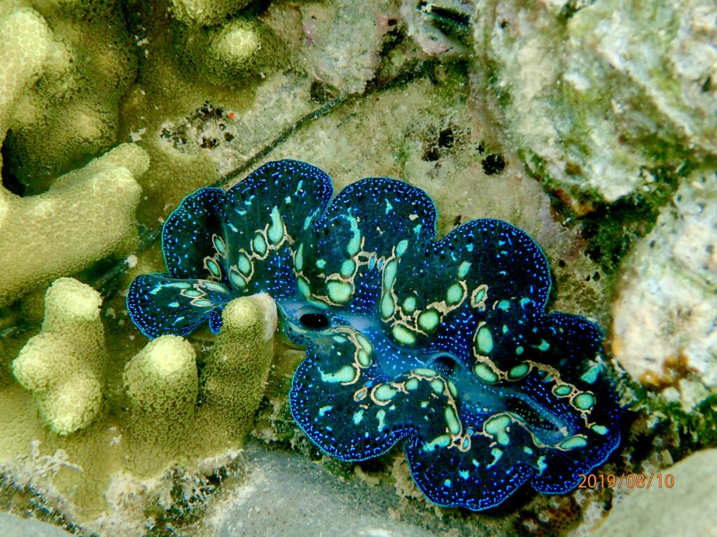 Shedding Light on the Origin of Clam Photosymbiosis – oceanbites