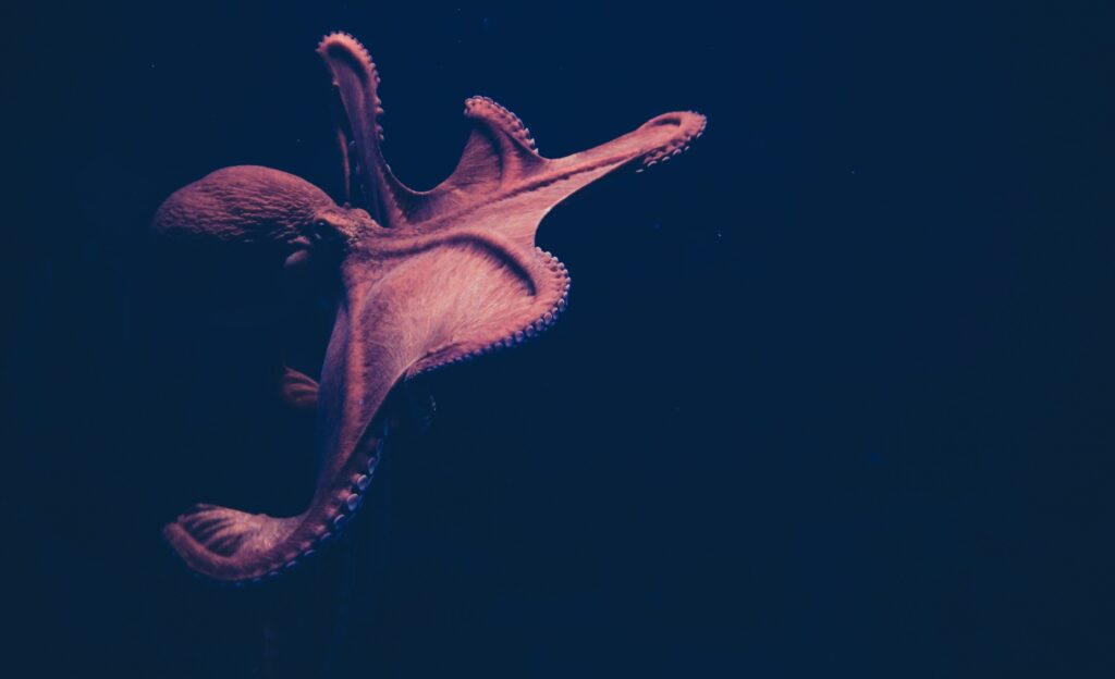 How does an octopus decide what to eat? – oceanbites