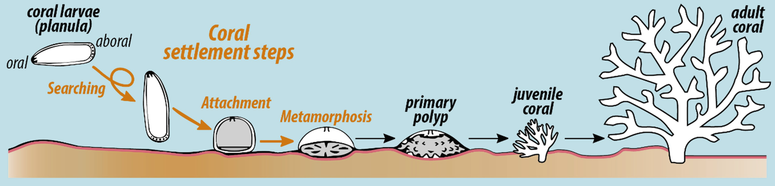 Upward and onward: how deep-sea larvae utilize vertical swimming to ...