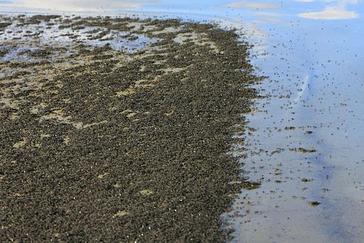 512px-Ephydra_hians_mono_Lake_brine_fly-Steve-Ryan – oceanbites