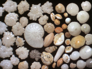 How cold did the ice age really get? – oceanbites