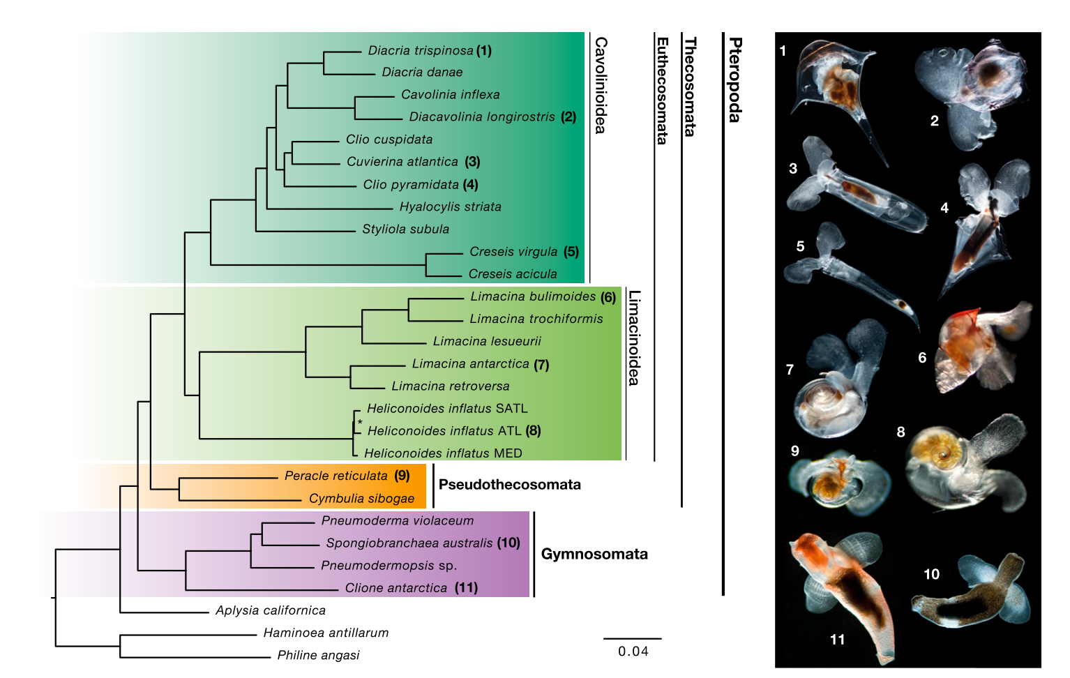 A shell of a ride: Pteropod survival through past mass extinction ...