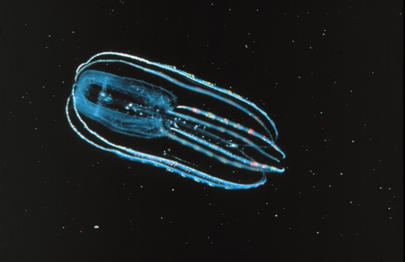 Hiding at its best: Ultra-black fish of the deep sea – oceanbites